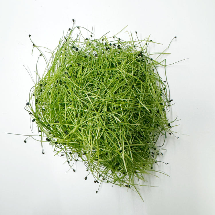 Micro Chive Info – Brick Street Farms Wholesale